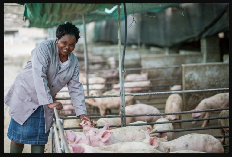 Anna Phosa: Meet The Leading Female Pig Farmer In South Africa ...
